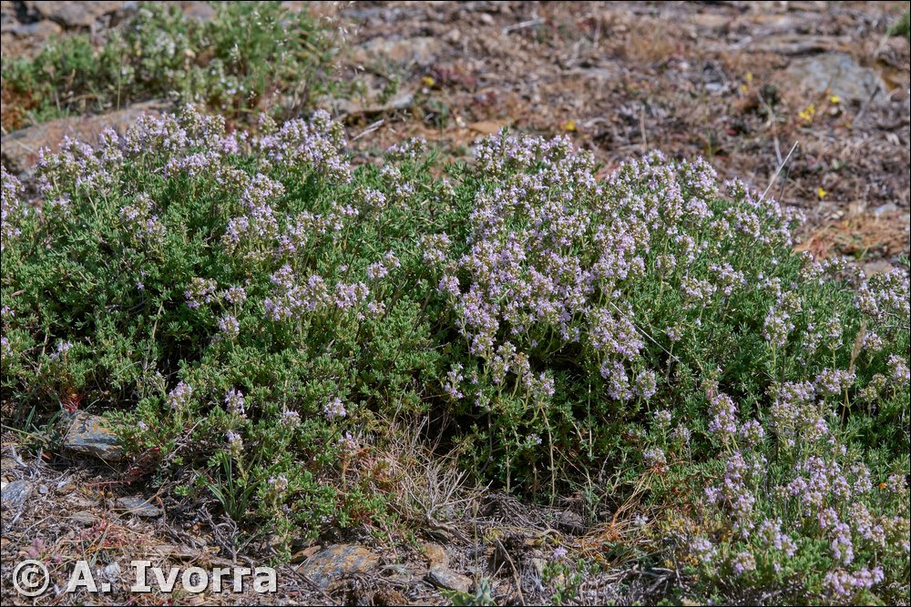 Thymus serpylloides subsp. gadorensis